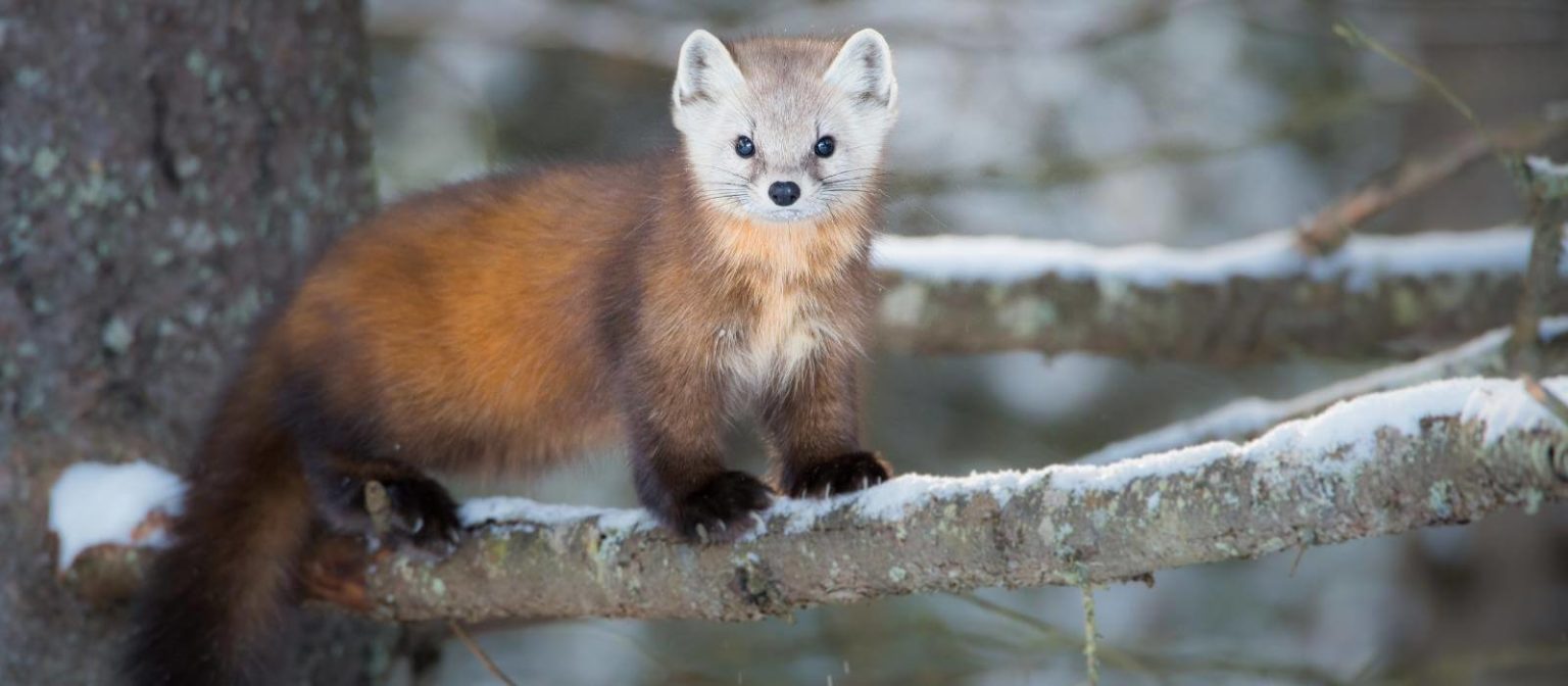 Problemen met uw auto door een steenmarter? | Automat Drachten